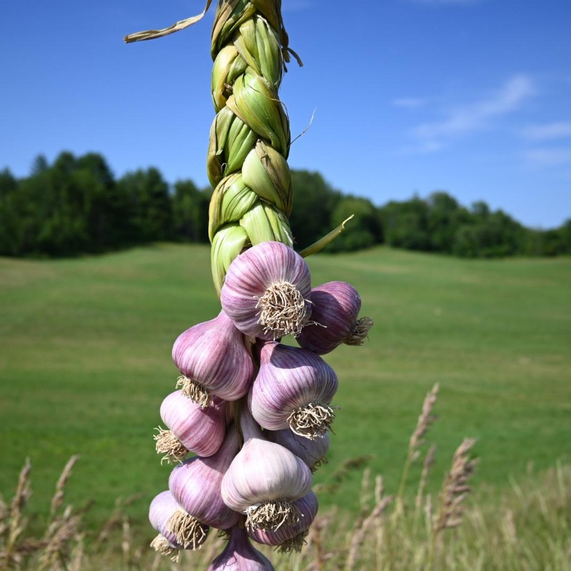 Fresh Hardneck Garlic from the Adirondacks | Simply Garlic