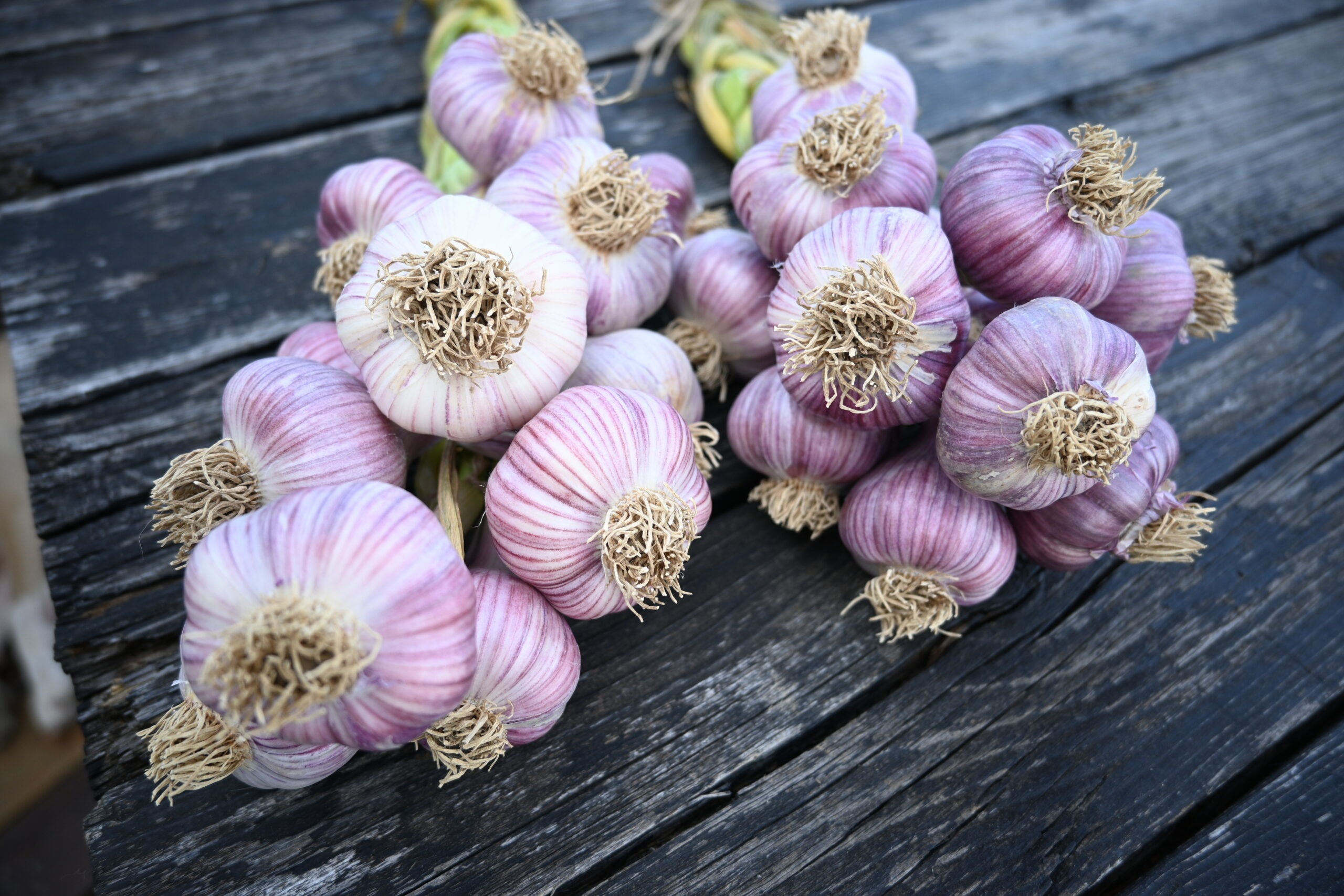 Garlic Farm in New York's Adirondacks | About Simply Garlic