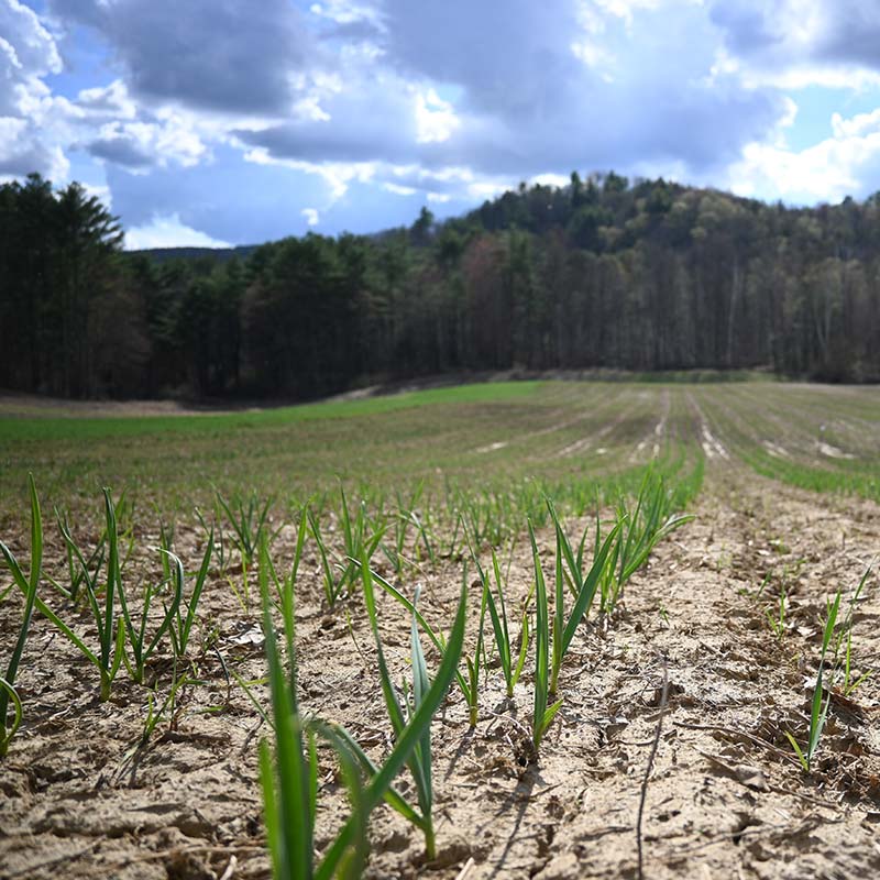 Fresh Hardneck Garlic from the Adirondacks | Simply Garlic